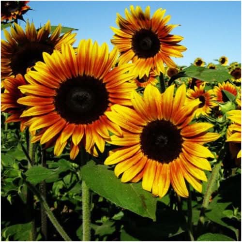 Firecracker Sunflower Seeds For Planting (Helianthus annuus) – Seed ...