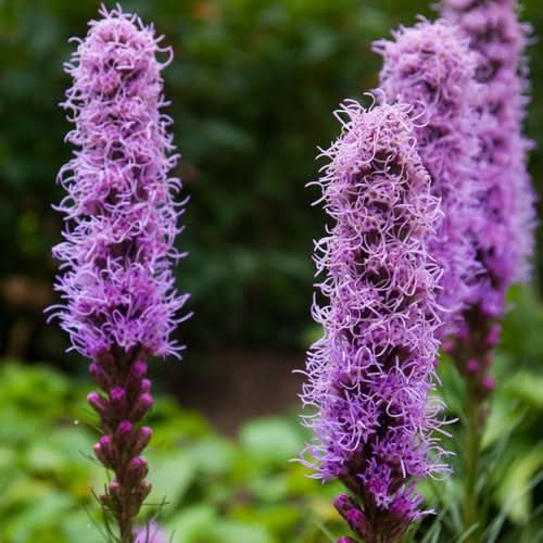 Gayfeather Wildflower Seeds For Planting Liatris spicata Seed Needs LLC