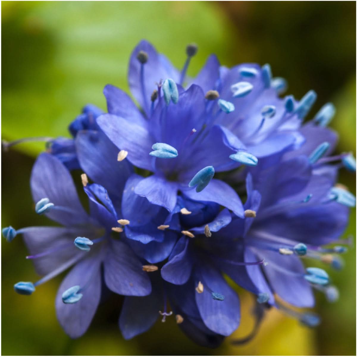 Globe Gilia Flower Seeds For Planting (Gilia capitata) Seed Needs ...