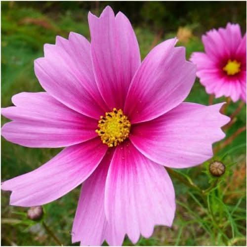 Gloria Cosmos Seeds For Planting (Cosmos bipinnatus) Seed Needs – Seed ...