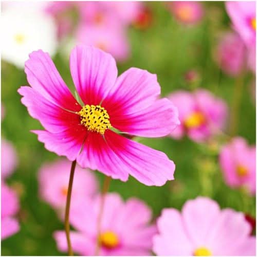 Gloria Cosmos Seeds For Planting (Cosmos bipinnatus) Seed Needs – Seed ...
