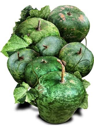 Apple Gourd Seeds (Lagenaria siceraria) - Seed Needs – Seed Needs LLC