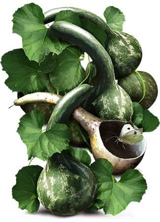 Dipper Gourd Seeds For Planting (Lagenaria siceraria) – Seed Needs LLC
