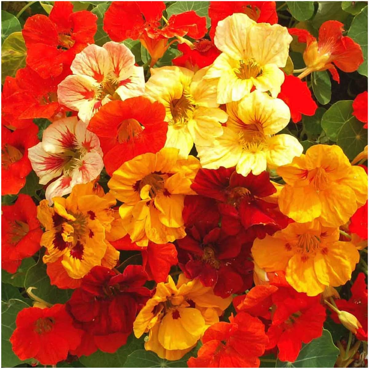 Jewel Mixture Nasturtium Seeds (Tropaeolum nanum) - Seed Needs – Seed ...