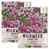 Pink Swamp Milkweed Seeds For Planting (Asclepias incarnata) – Seed ...