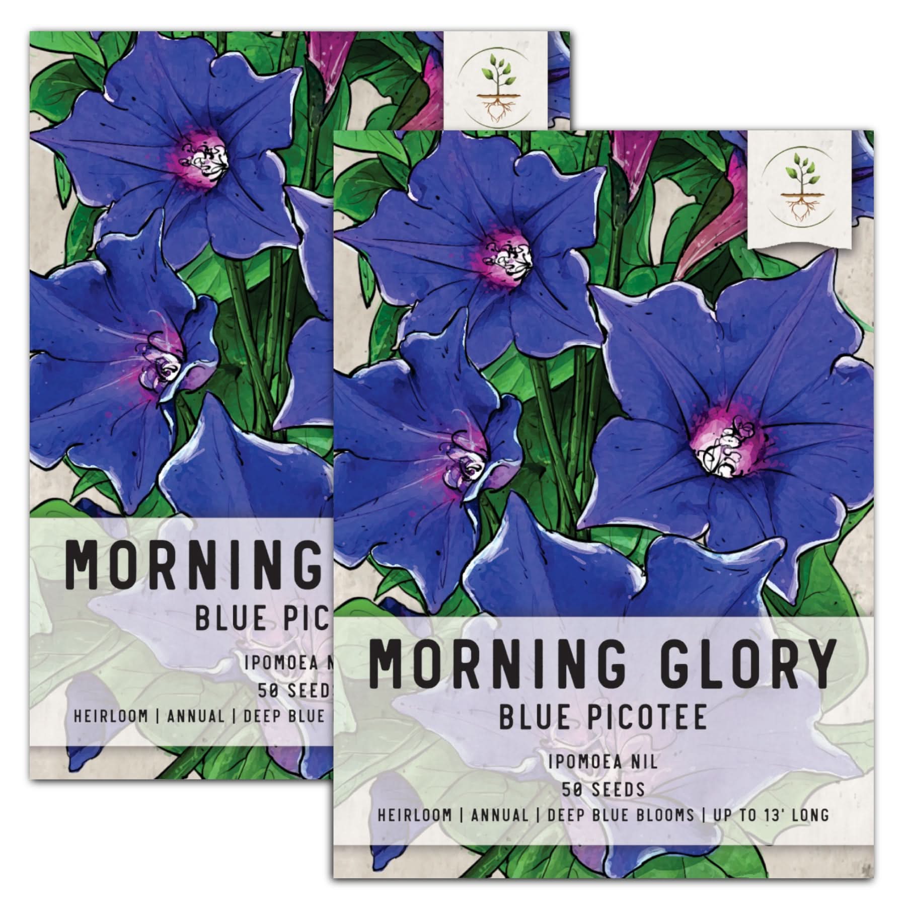 Blue Picotee Morning Glory Seeds For Planting (Ipomoea nil) – Seed ...