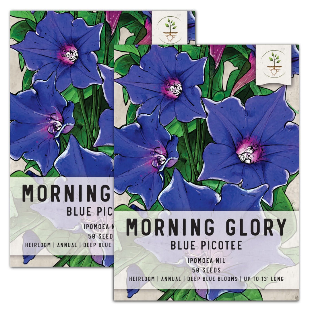 Blue Picotee Morning Glory Seeds For Planting (Ipomoea nil) – Seed ...