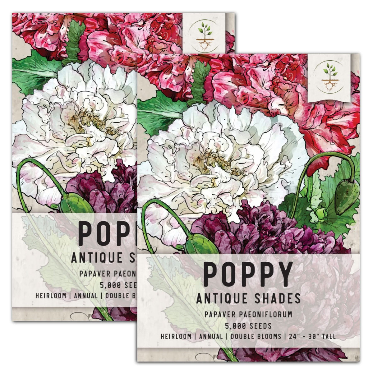 Antique Shades Peony Poppy (Papaver paeoniflorum) - Seed Needs – Seed ...