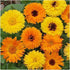 Calendula, Pacific Beauty Mixture (Calendula officinalis) - Seed Needs ...