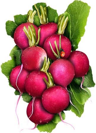 German Giant Radish Seeds For Planting (Raphanus sativus) Seed Needs ...