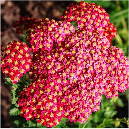 Red Yarrow Seeds For Planting (Achillea millefolium rubra) Seed Needs ...