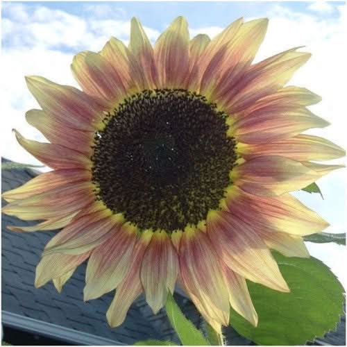 Ruby Eclipse Sunflower Seeds For Planting (Helianthus annuus) – Seed ...