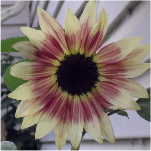 Ruby Eclipse Sunflower Seeds For Planting (Helianthus annuus) – Seed ...