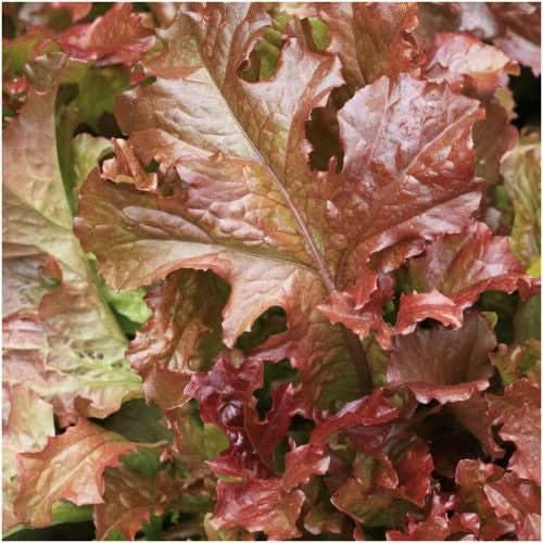 Ruby Red Lettuce Seeds For Planting (Lactuca sativa) Seed Needs – Seed ...
