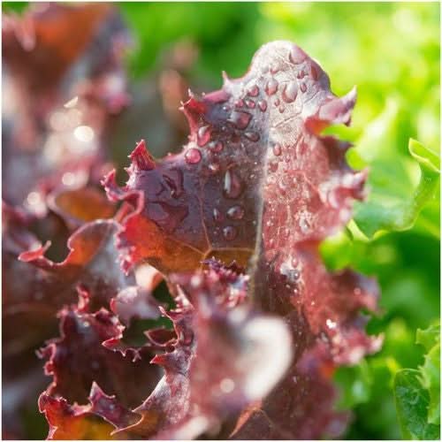 Ruby Red Lettuce Seeds For Planting (Lactuca sativa) Seed Needs – Seed ...