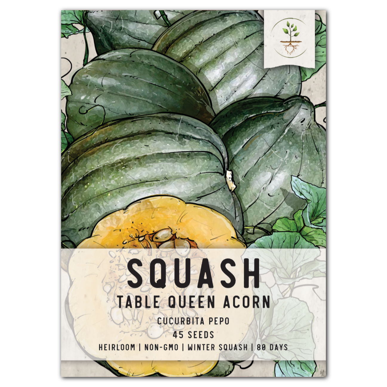 Table Queen Acorn Winter Squash Seeds For Planting (Cucurbita pepo ...