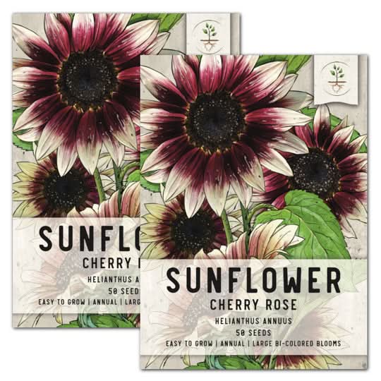 Cherry Rose Sunflower Seeds For Planting (Helianthus annuus) – Seed ...