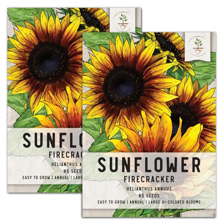 Firecracker Sunflower Seeds For Planting (Helianthus annuus) – Seed ...