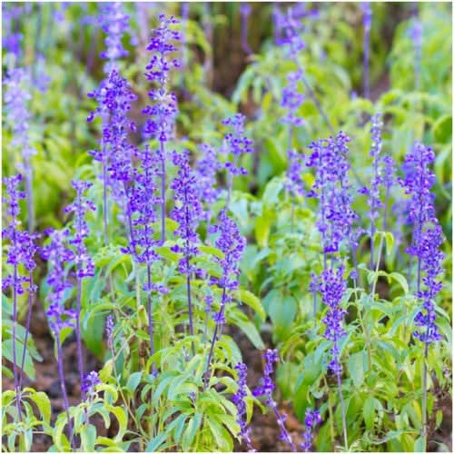 Sapphire Salvia Sage Seeds For Planting (Salvia farinacea) Seed Needs ...