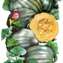 Table Queen Acorn Winter Squash Seeds For Planting (Cucurbita pepo ...