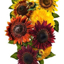 Crazy Mix Sunflower Seed For Planting (Helianthus annuus) 15 Varieties ...