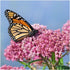 Pink Swamp Milkweed Seeds For Planting (Asclepias incarnata) – Seed ...