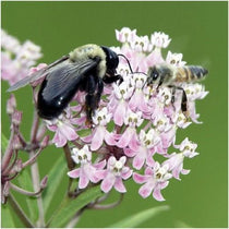Pink Swamp Milkweed Seeds For Planting (Asclepias incarnata) – Seed ...