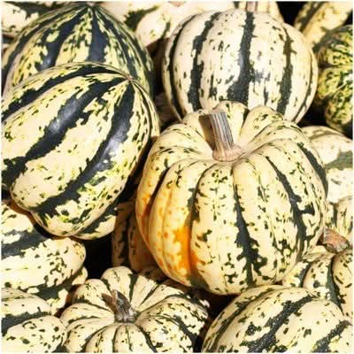 Sweet Dumpling Winter Squash Seeds (Cucurbita pepo) - Seed Needs – Seed ...