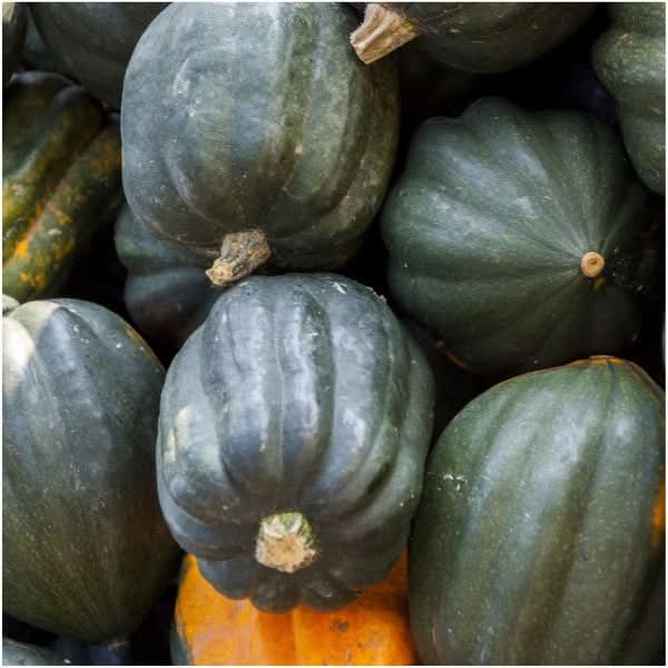 Table Queen Acorn Winter Squash Seeds For Planting (Cucurbita pepo ...