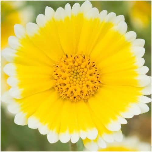 Tidy Tips Seeds For Planting (Layia platyglossa) – Seed Needs LLC