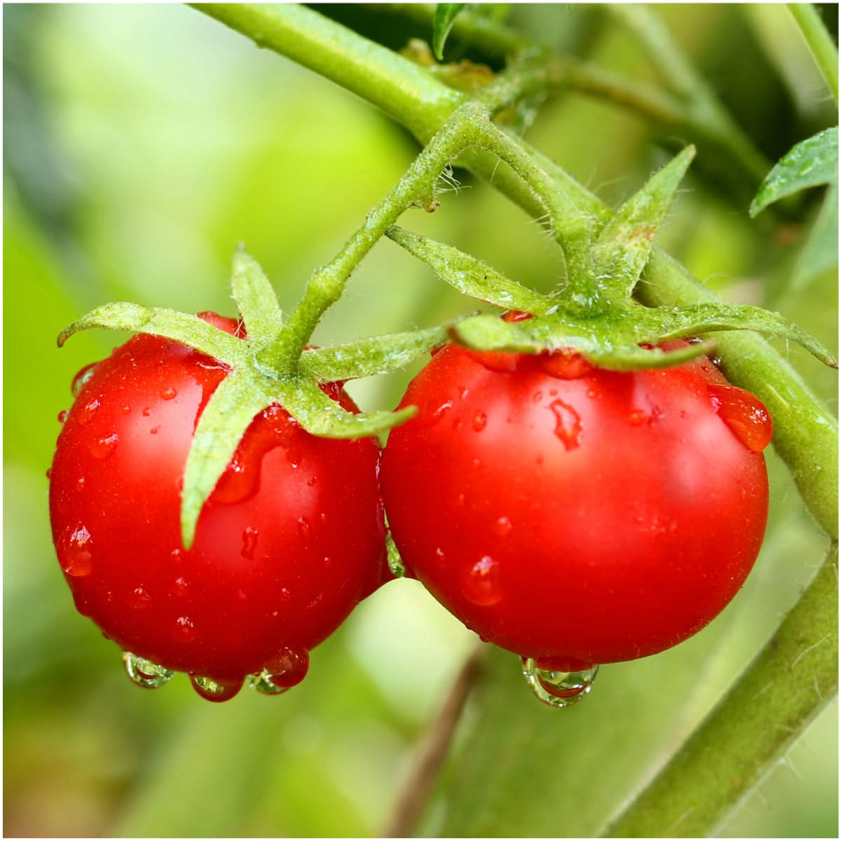 Tiny Tim Tomato Seeds For Planting (Lycopersicon esculentum) – Seed ...