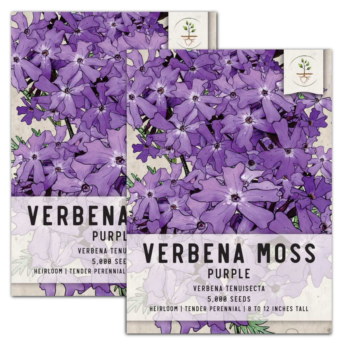 Verbena Moss Seeds For Planting (Verbena tenuisecta) Seed Needs – Seed ...