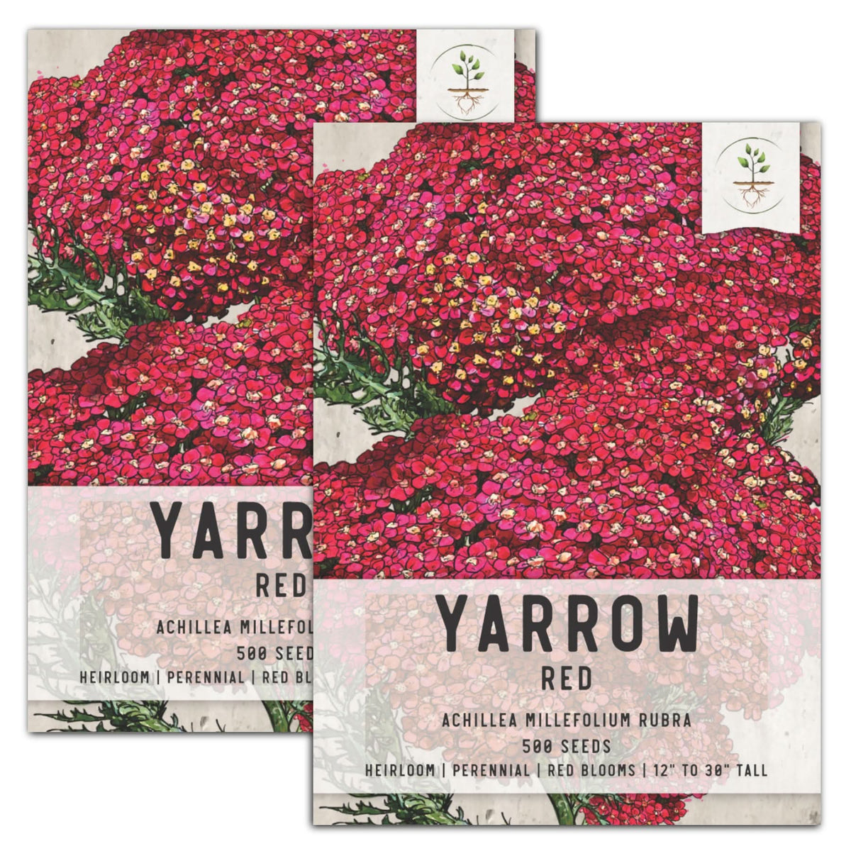 Red Yarrow Seeds For Planting (Achillea millefolium rubra) Seed Needs ...