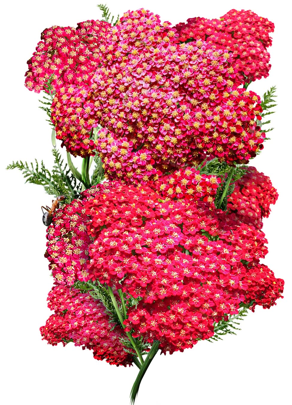 Red Yarrow Seeds For Planting (Achillea millefolium rubra) Seed Needs ...