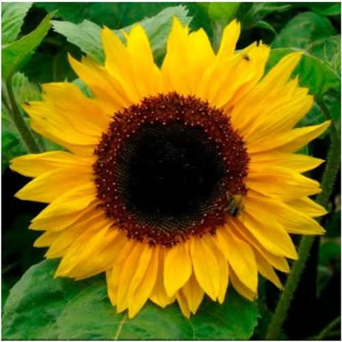 Yellow Pygmy Sunflower Seeds For Planting (Helianthus annuus) – Seed ...